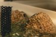 The Farming Process – HIK Abalone Farm